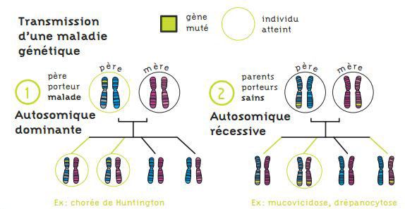 Qu'est-ce que l'ADN : Structure